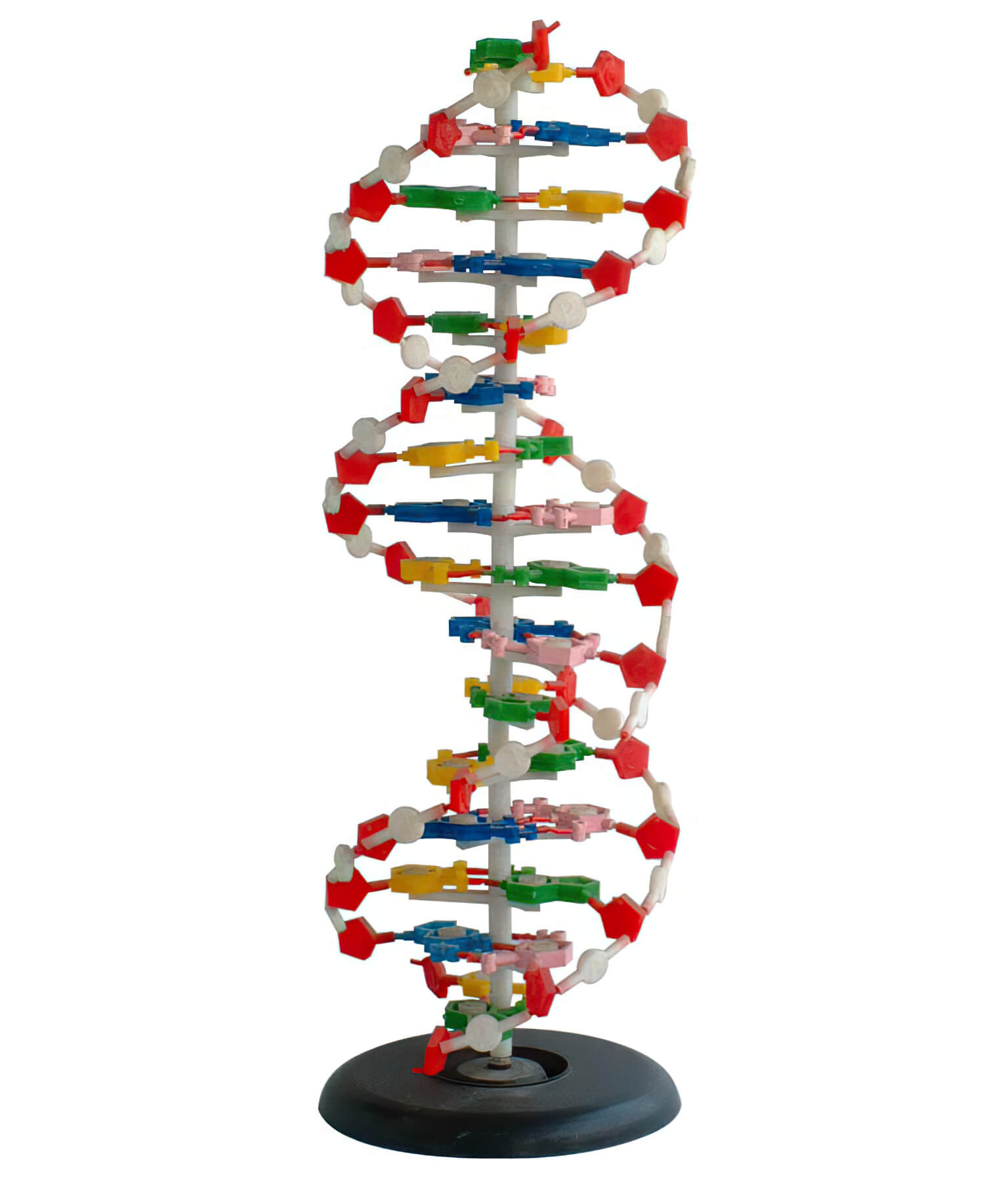 PVC Human DNA Model - ARF Scientific Traders